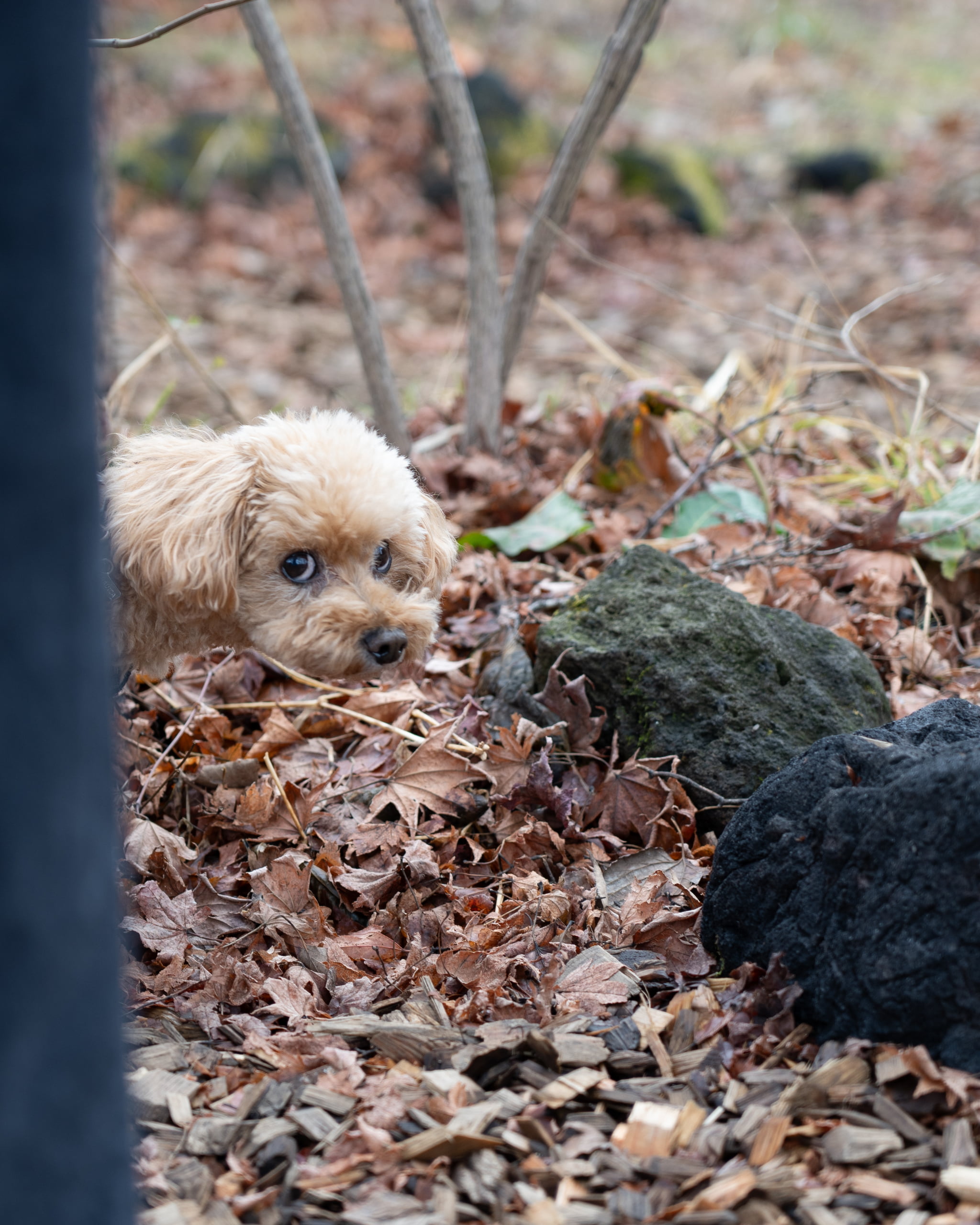 日がな一日くつろげる、軽井沢SHOZO COFFEEの心地よさの理由