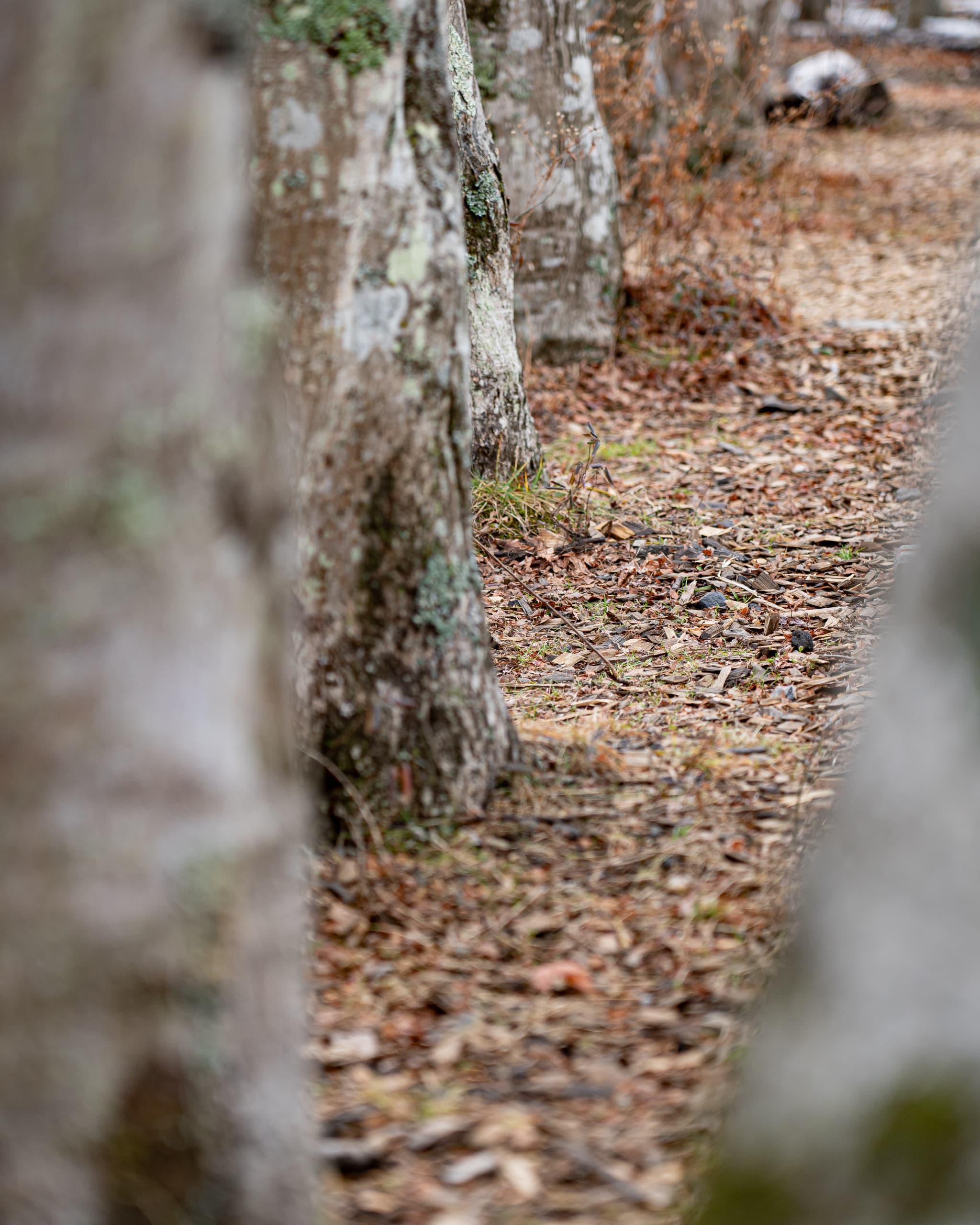 日がな一日くつろげる、軽井沢SHOZO COFFEEの心地よさの理由